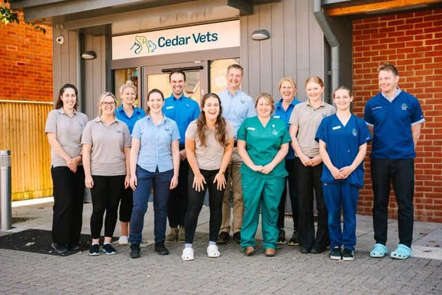 Alresford Surgery | Cedar Vets